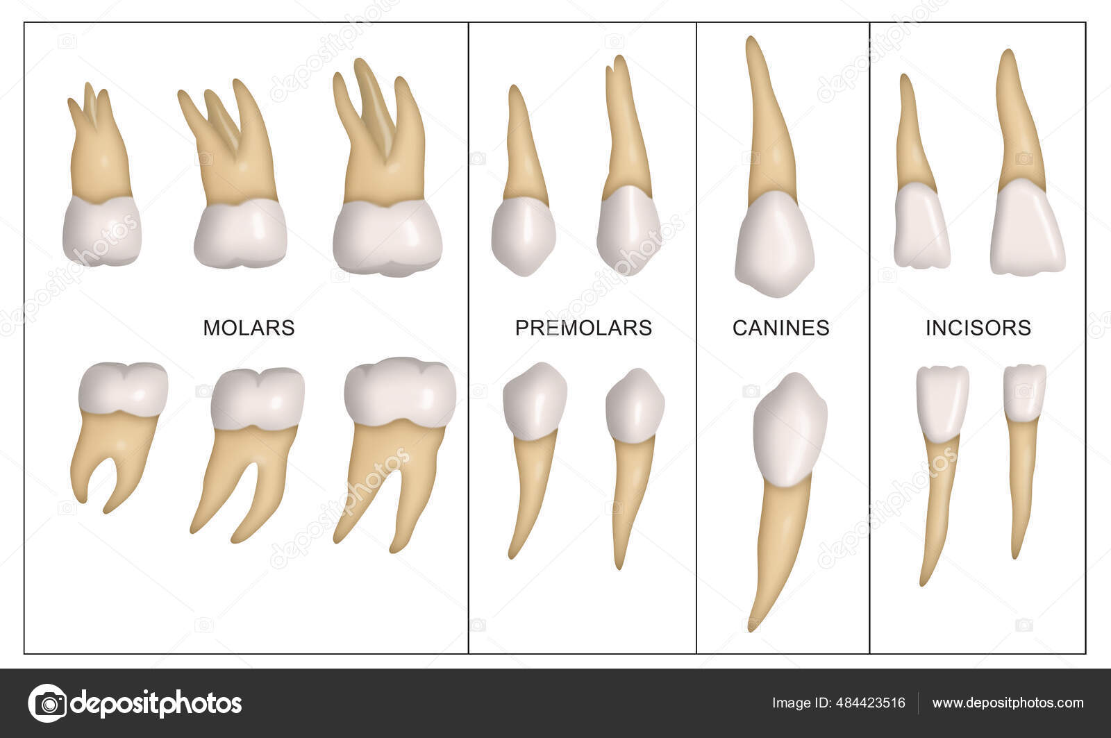 Tipos Dientes Humanos — Foto de stock #484423516 © aldonagriskeviciene