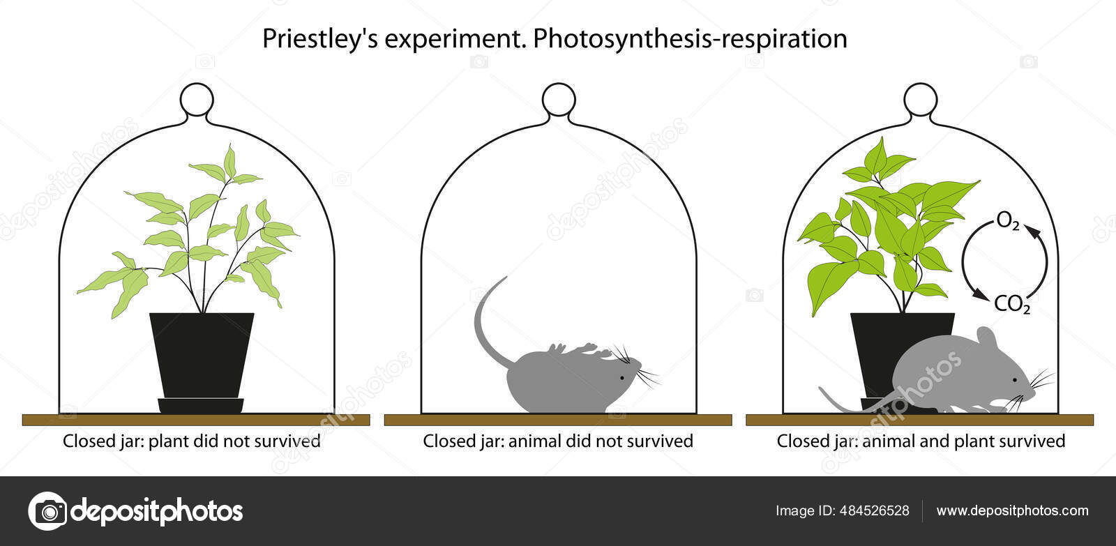 Joseph Priestley's Experiment Plant Mouse Stock Photo by ...