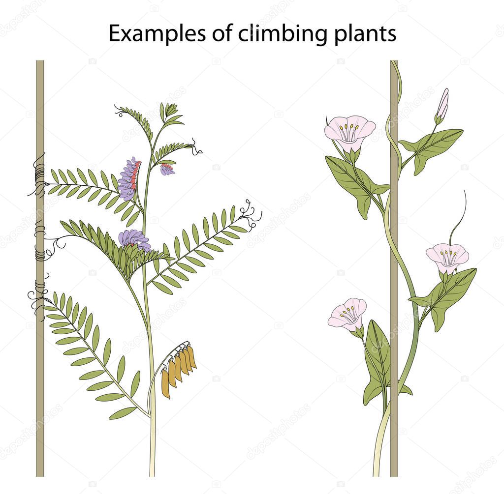 Las plantas trepadoras son plantas que trepan a los árboles y otros ...