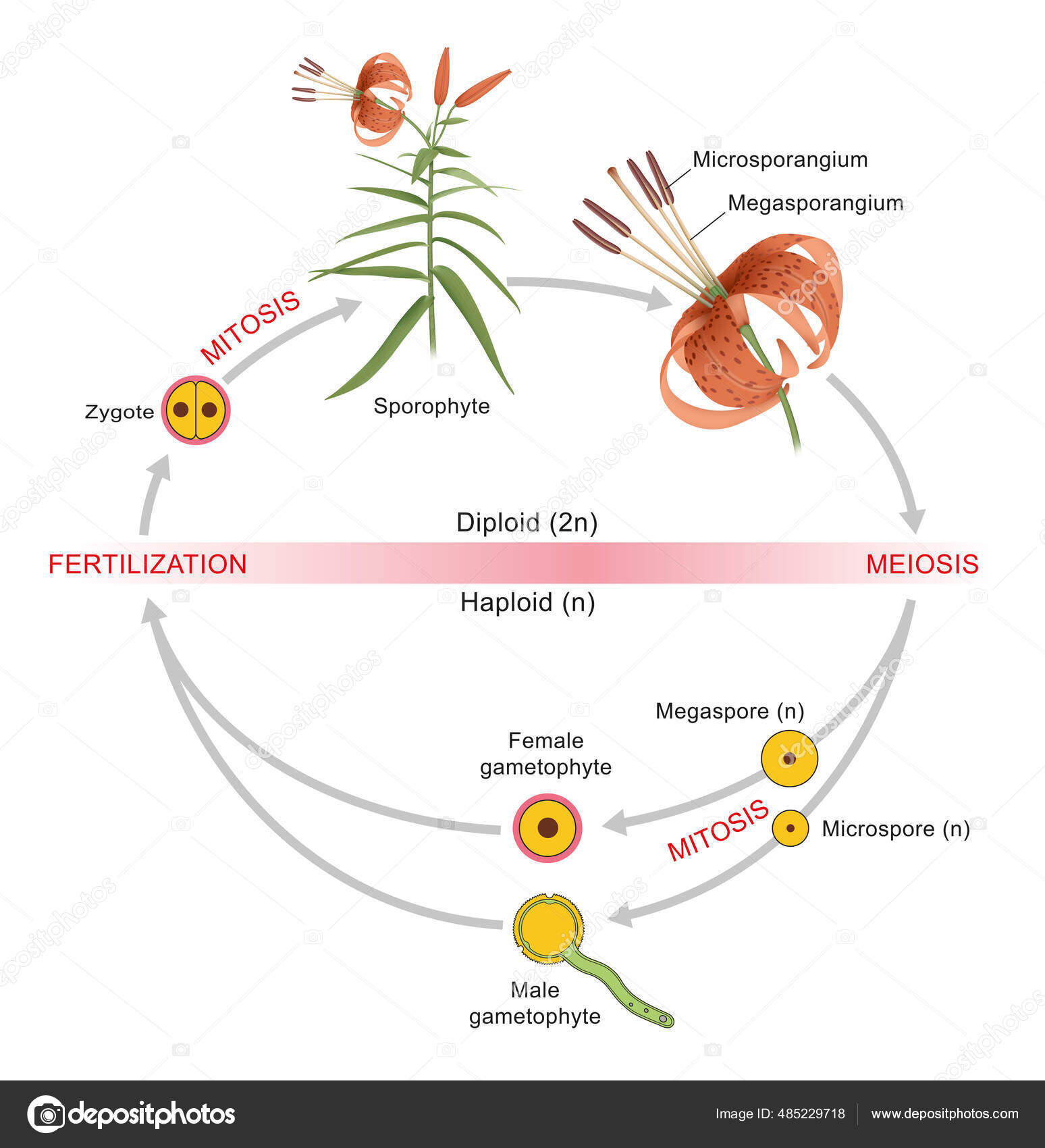 Alternation Of Generations Campbell