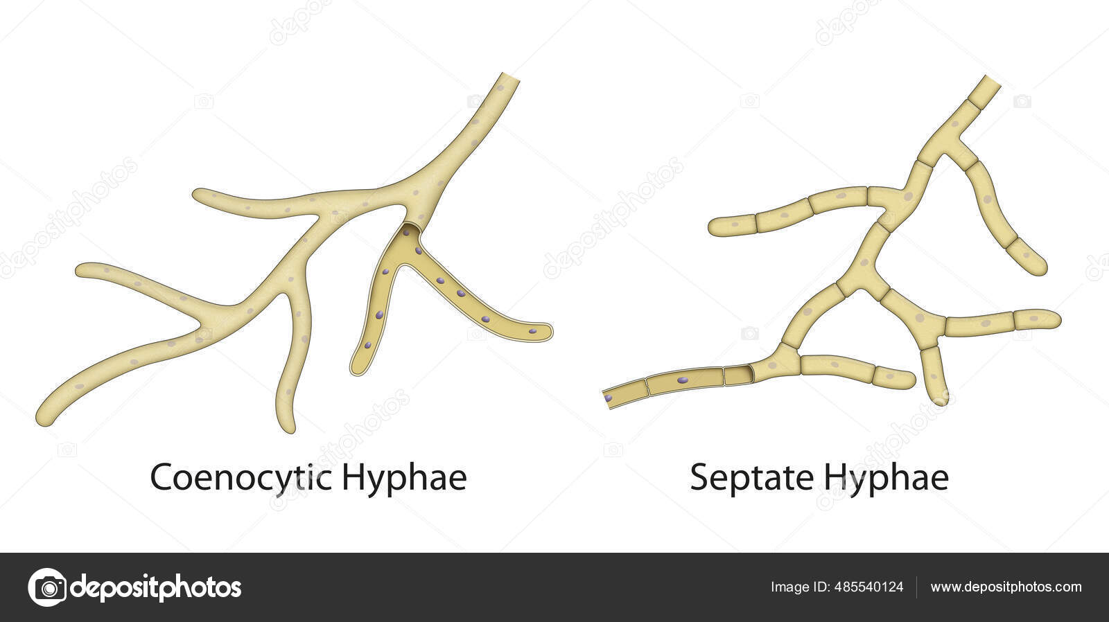 Structure Fungal Hyphae Coenocytic Hyphae Septate Hyphae — Stock Photo ...