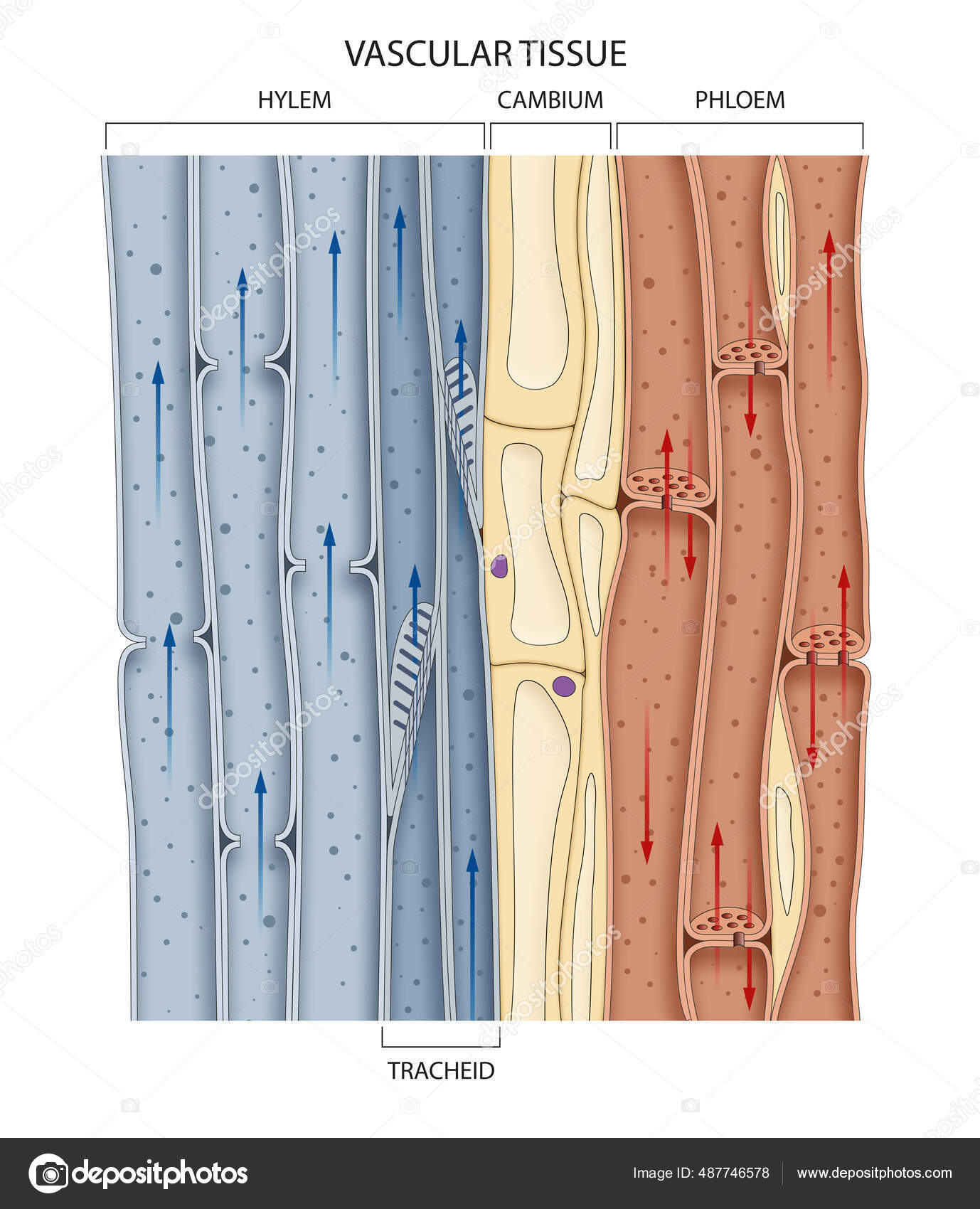 Vascular Cambium 3d Model