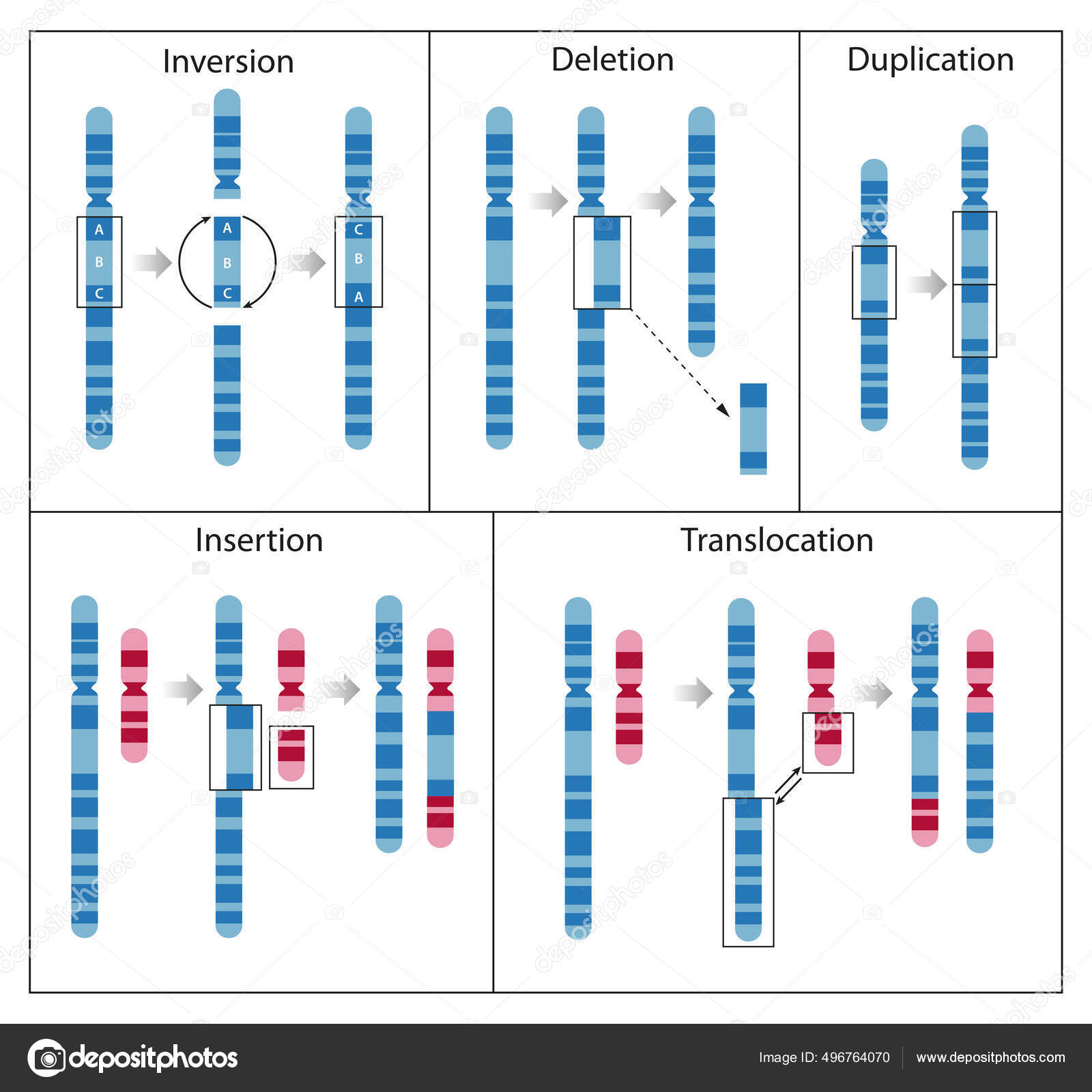 Chromosome Mutation Process Change Results Rearranged Chromosome Parts ...