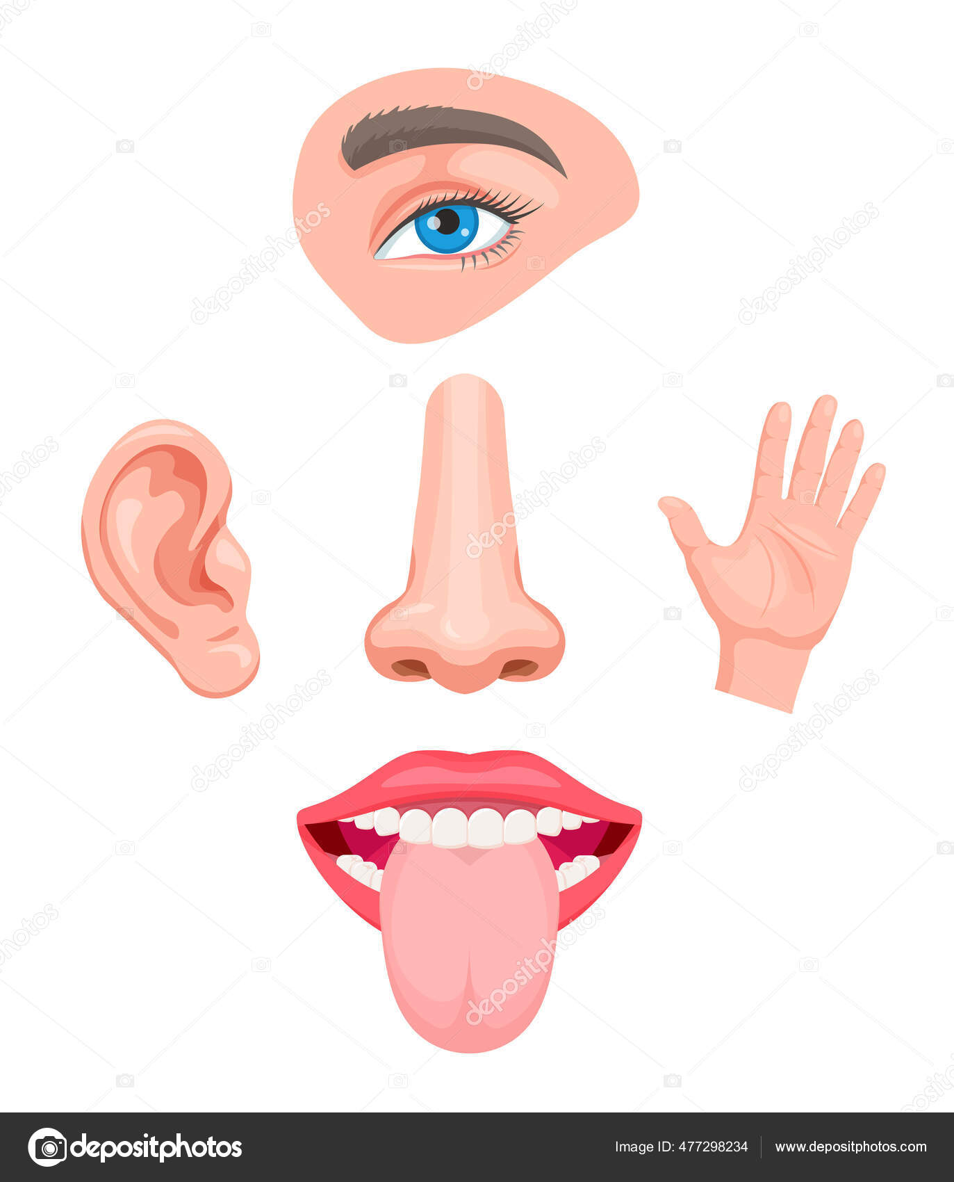 Nose Sense Organ