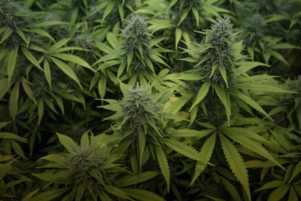 Weed aesthetic Images - Search Images on Everypixel