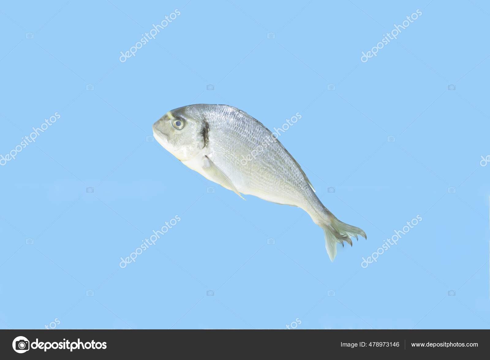 Fresh Fish Pastel Blue Background Healthy Food Minimal Concept Copy ...