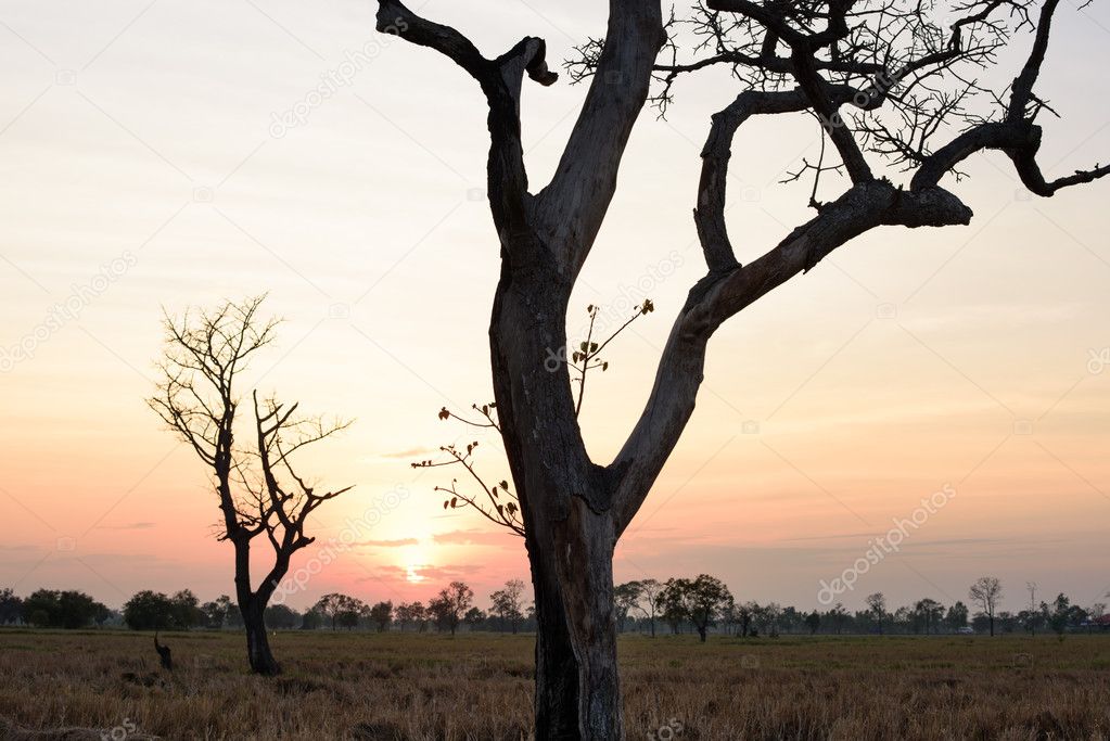 Dry tree shape stand mid the fields at sunset. Stock Photo by ...