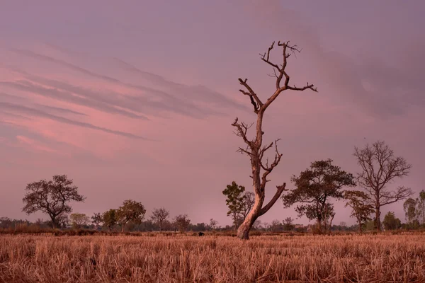 Dry tree shape stand mid the fields at sunset. Stock Photo by ...