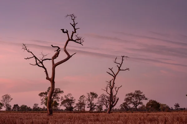 Dry tree shape stand mid the fields at sunset. Stock Photo by ...