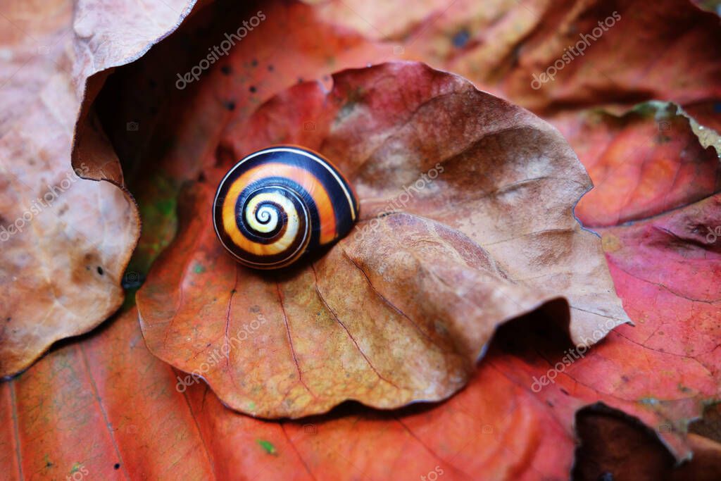 Snails : Cuban snails (Polymita picta) world's most colorful and ...