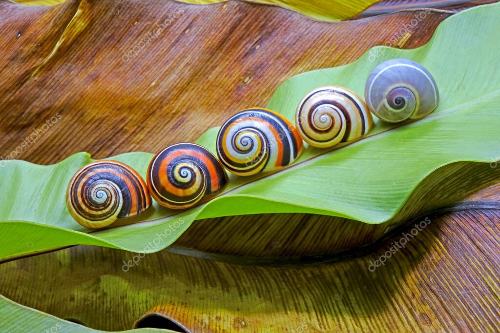 Caracoles cubanos (Polymita picta), el caracol más colorido del mundo ...