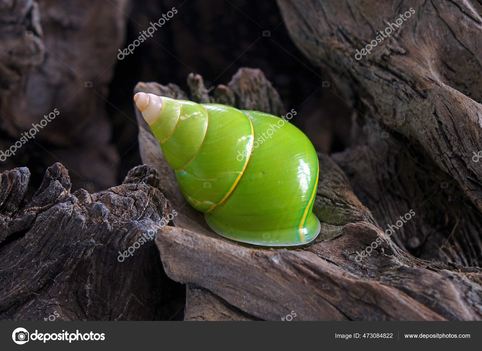 Emerald Green Snail Green Tree Snail Scientific Name Papustyla ...