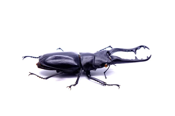 Stag beetle Stock Photos, Royalty Free Stag beetle Images | Depositphotos