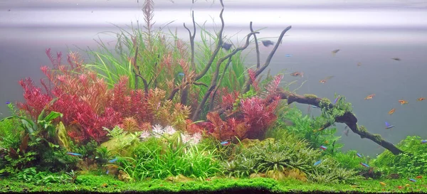 Aquarium Colorful Aquatic Plants Aquarium Tank Dutch Style Aquascaping ...
