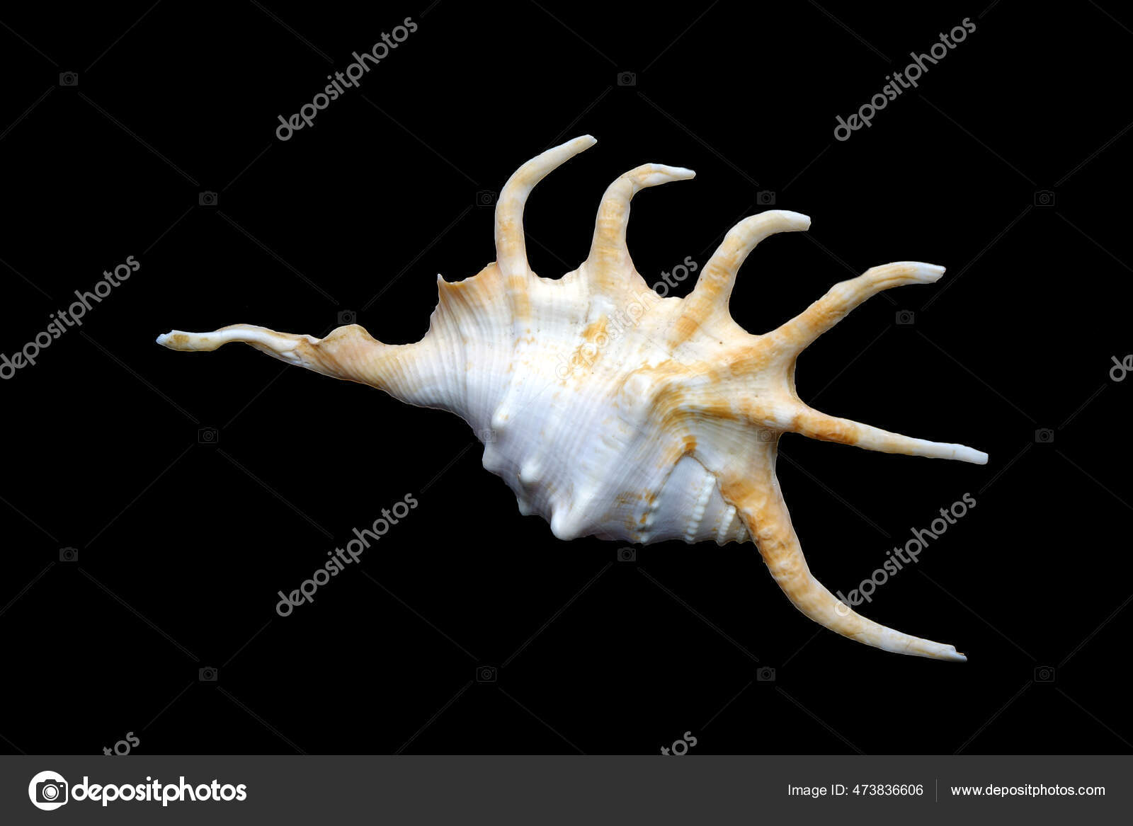 Seashell Lambis Crocata Commonly Known Orange Spider Conch Species ...