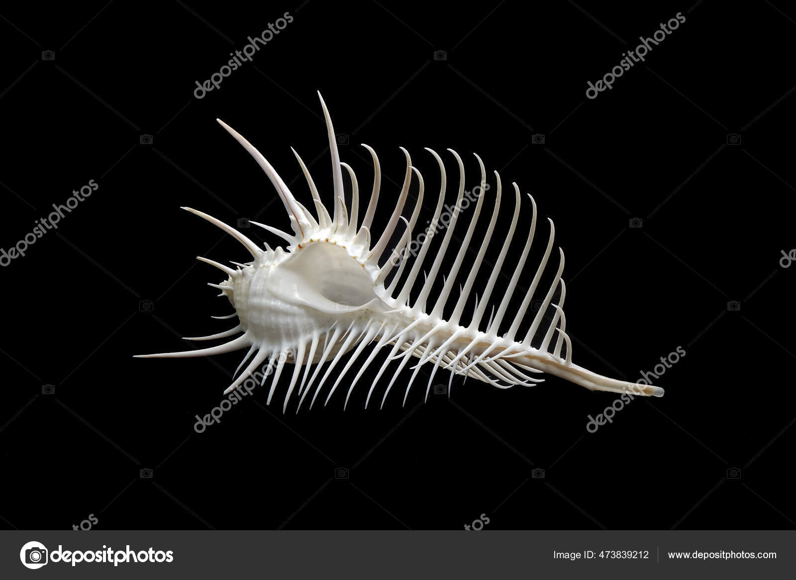 Seashell Venus Comb Murex Murex Pecten One Genus Medium Large Stock ...