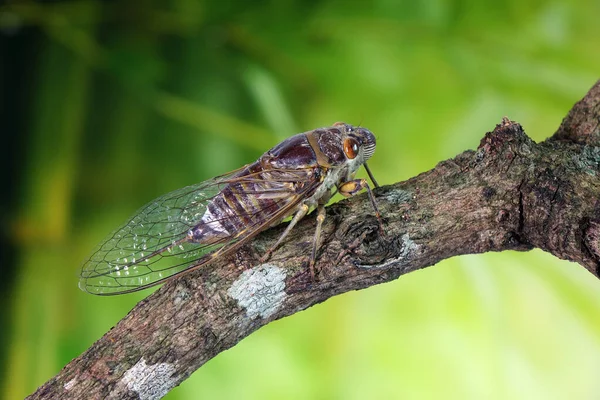 Cicada Stock Photos, Royalty Free Cicada Images | Depositphotos