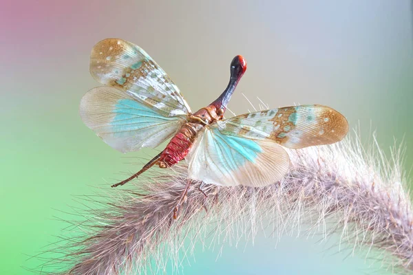 280 Planthopper Stock Photos | Free & Royalty-free Planthopper Images ...