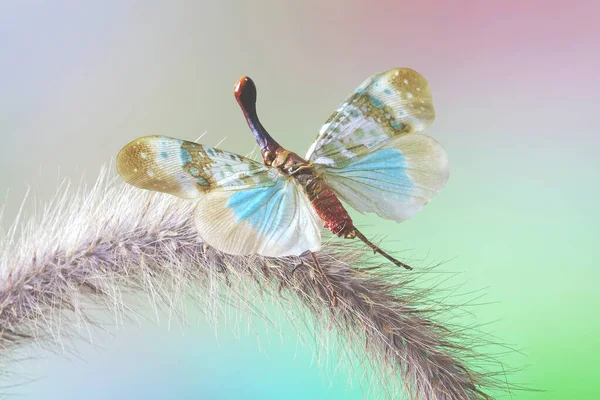 280 Planthopper Stock Photos | Free & Royalty-free Planthopper Images ...