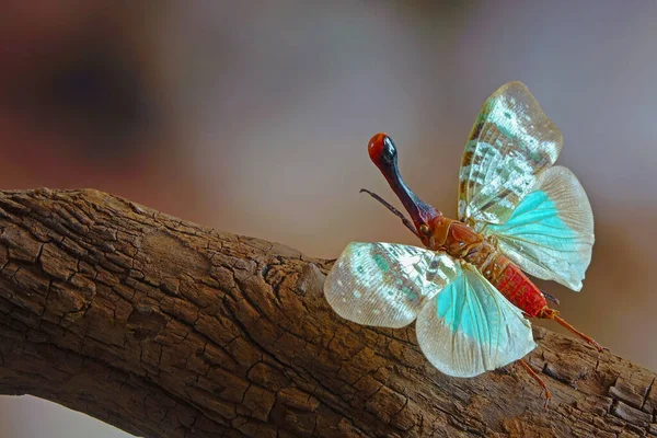 280 Planthopper Stock Photos | Free & Royalty-free Planthopper Images ...