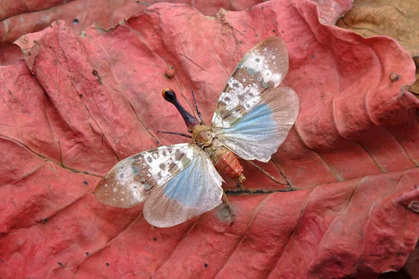 280 Planthopper Stock Photos | Free & Royalty-free Planthopper Images ...