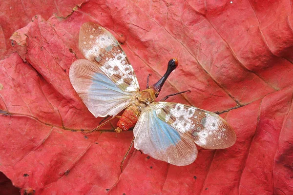 280 Planthopper Stock Photos | Free & Royalty-free Planthopper Images ...