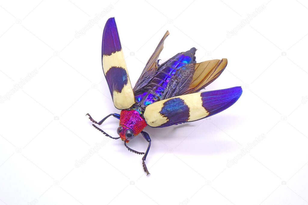 Chrysochroa buqueti rugicollis es una especie de coleóptero de la ...