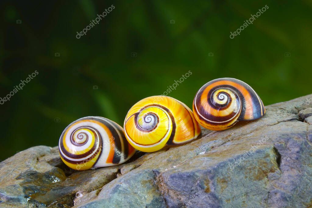 Caracol terrestre cubano (Polymita picta) o Caracol pintado, el caracol ...