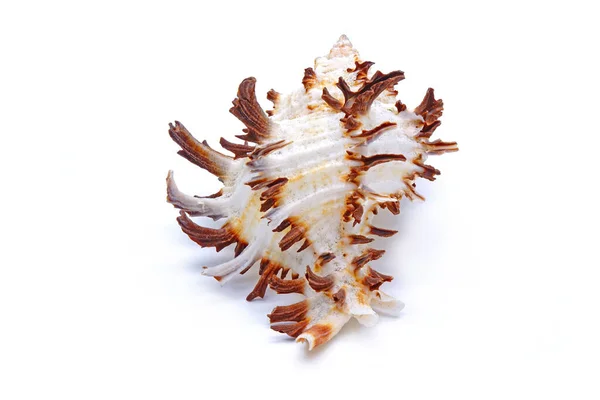 Ramose murex (Chicoreus ramosus) es una especie de molusco gasterópodo ...