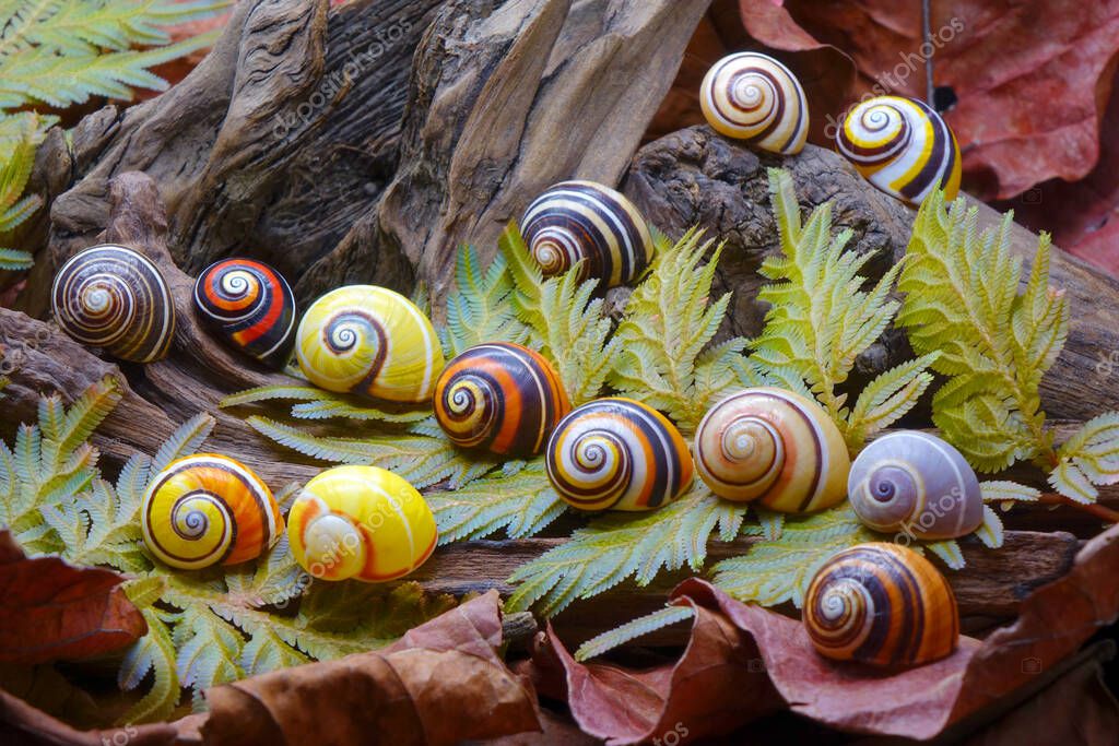 Caracol terrestre cubano (Polymita picta) o Caracol pintado, el caracol ...