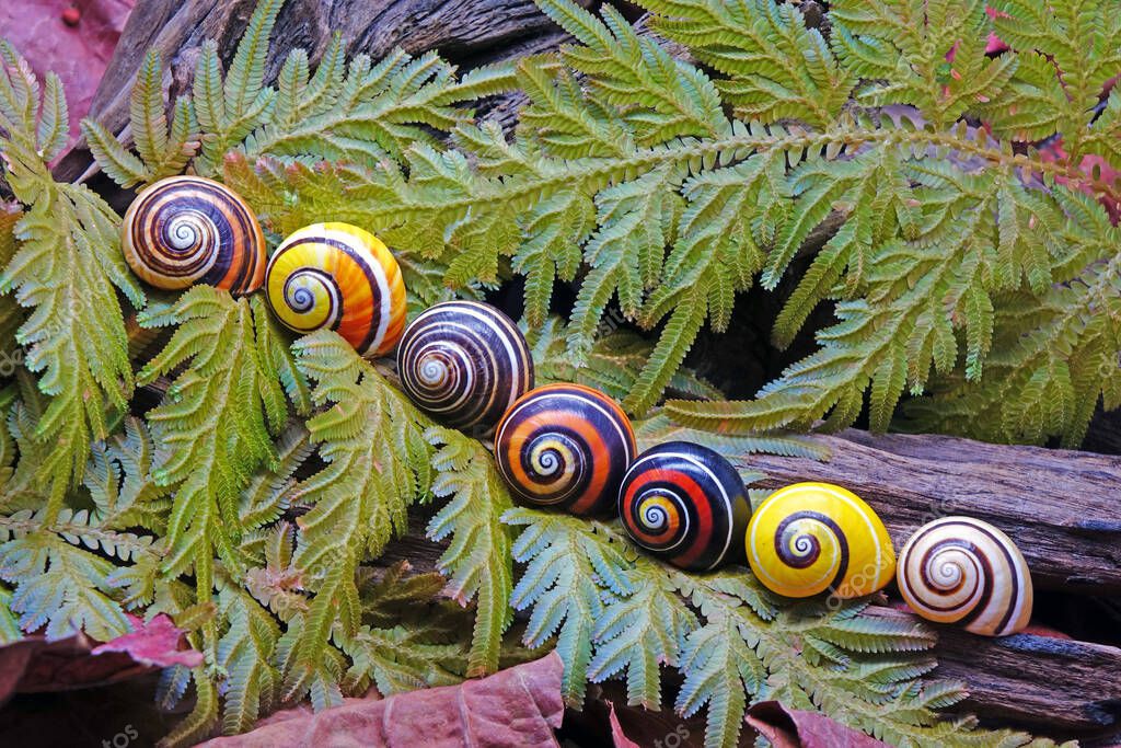 Caracol terrestre cubano (Polymita picta) o Caracol pintado, el caracol ...