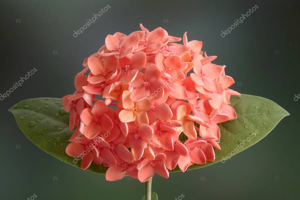Flores: Ixora, comúnmente conocido como jazmín de las Indias ...