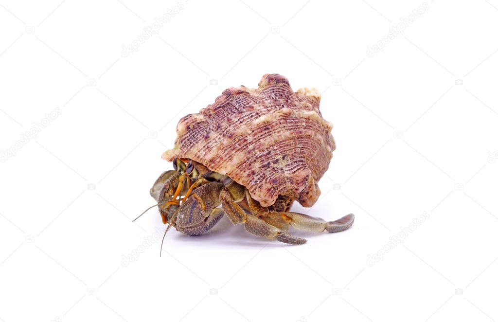 Cangrejos ermitaños aislados sobre fondo blanco. Los cangrejos ...