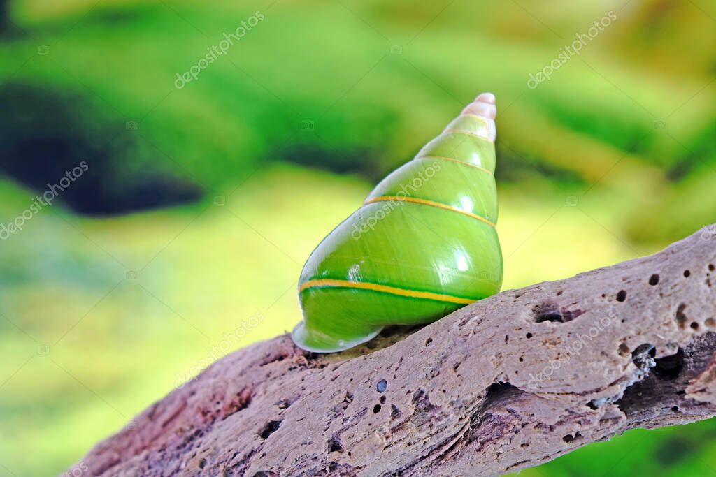 Caracol de árbol verde o caracol verde esmeralda, nombre científico ...