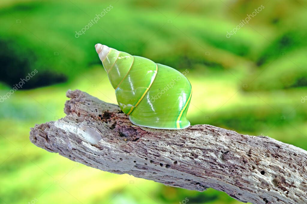 Caracol de árbol verde o caracol verde esmeralda, nombre científico ...