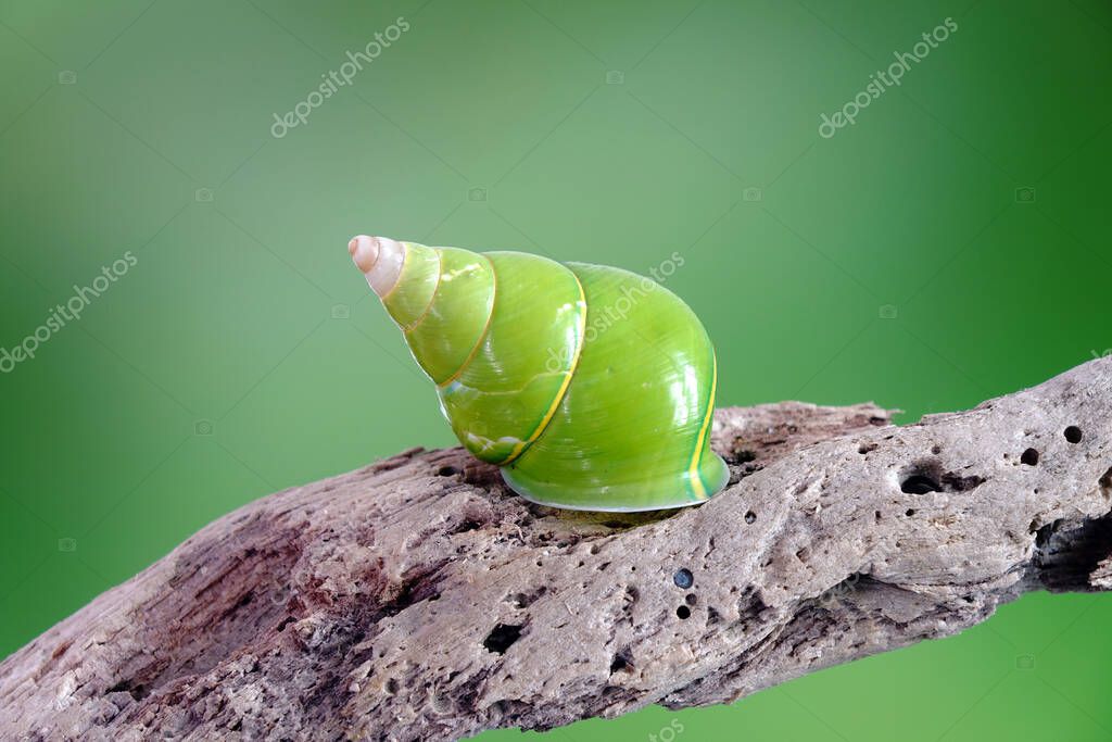 Caracol de árbol verde o caracol verde esmeralda, nombre científico ...