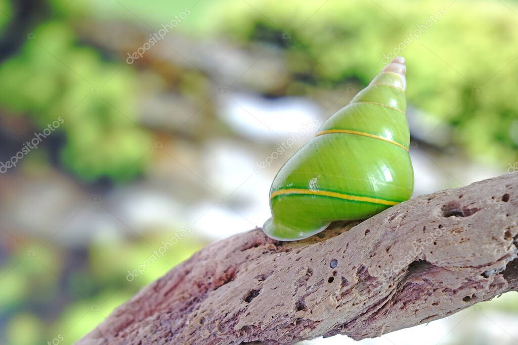 Caracol de árbol verde o caracol verde esmeralda, nombre científico ...
