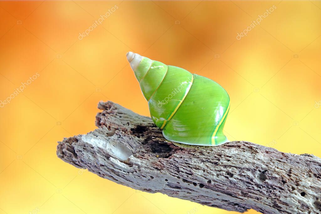 Caracol de árbol verde o caracol verde esmeralda, nombre científico ...