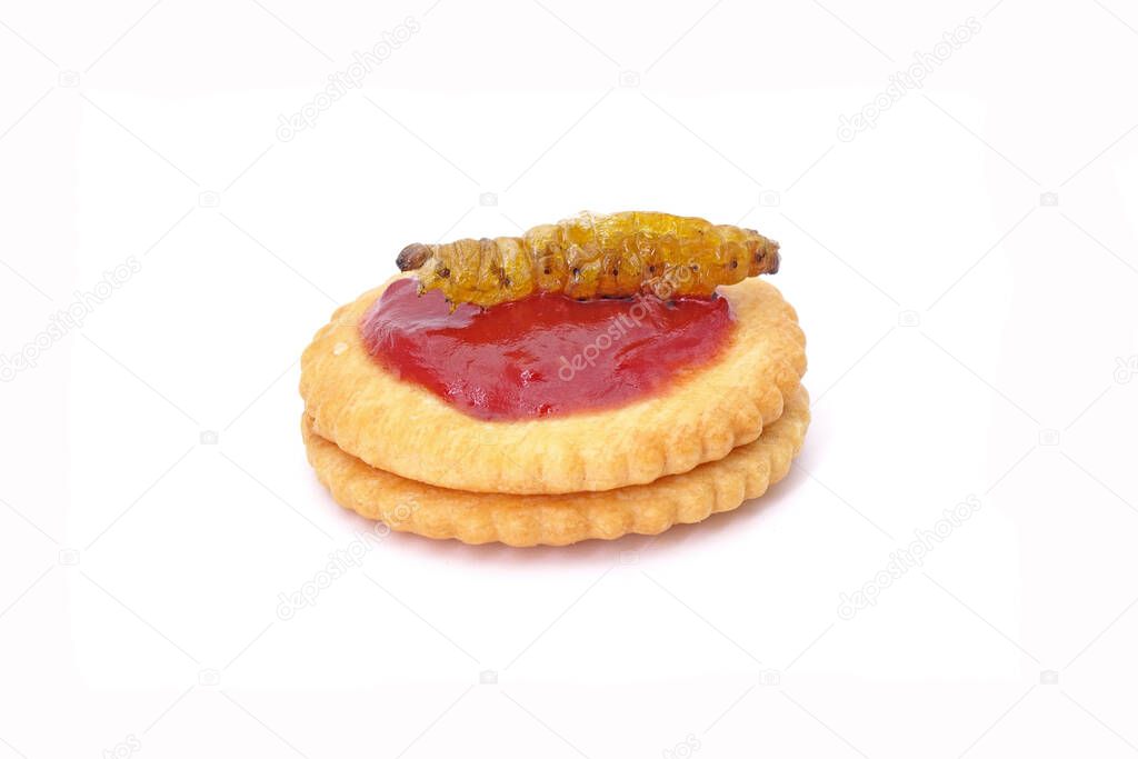 Galletas cubiertas con crujientes insectos comestibles: Oruga de bambú ...