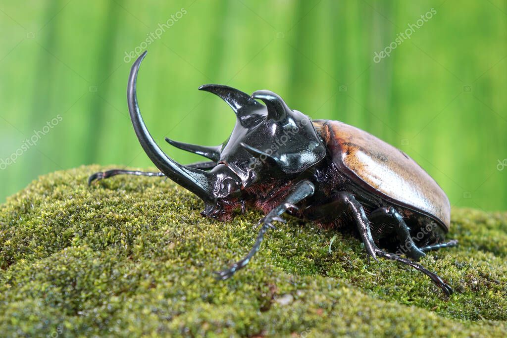Escarabajo unicornio (Eupatorus graciliconis) también conocido como ...