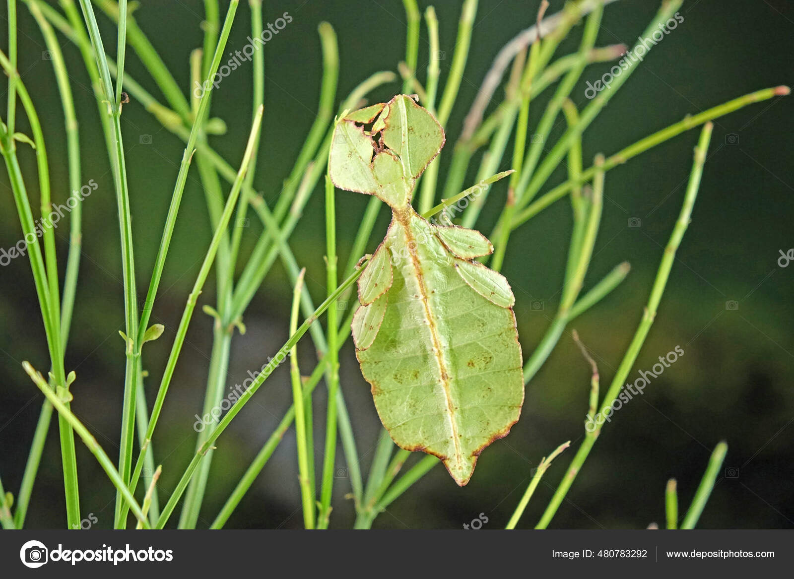 Leaf Insect Phyllium Westwoodii Green Leaf Insect Walking Leaves ...