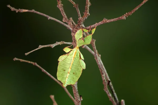 Leaf Insect Phyllium Westwoodii Green Leaf Insect Walking Leaves ...