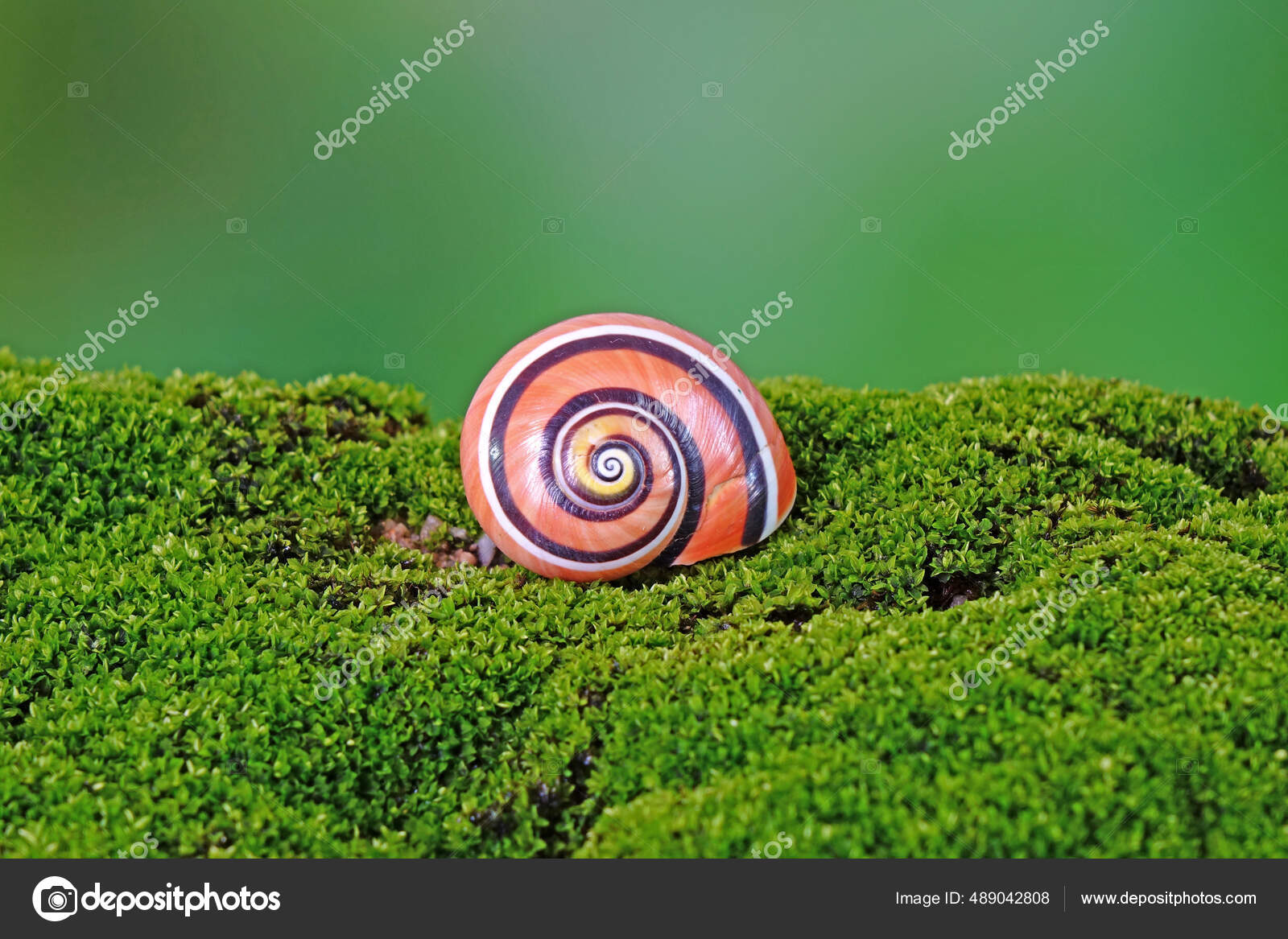 Cuban Tree Snails