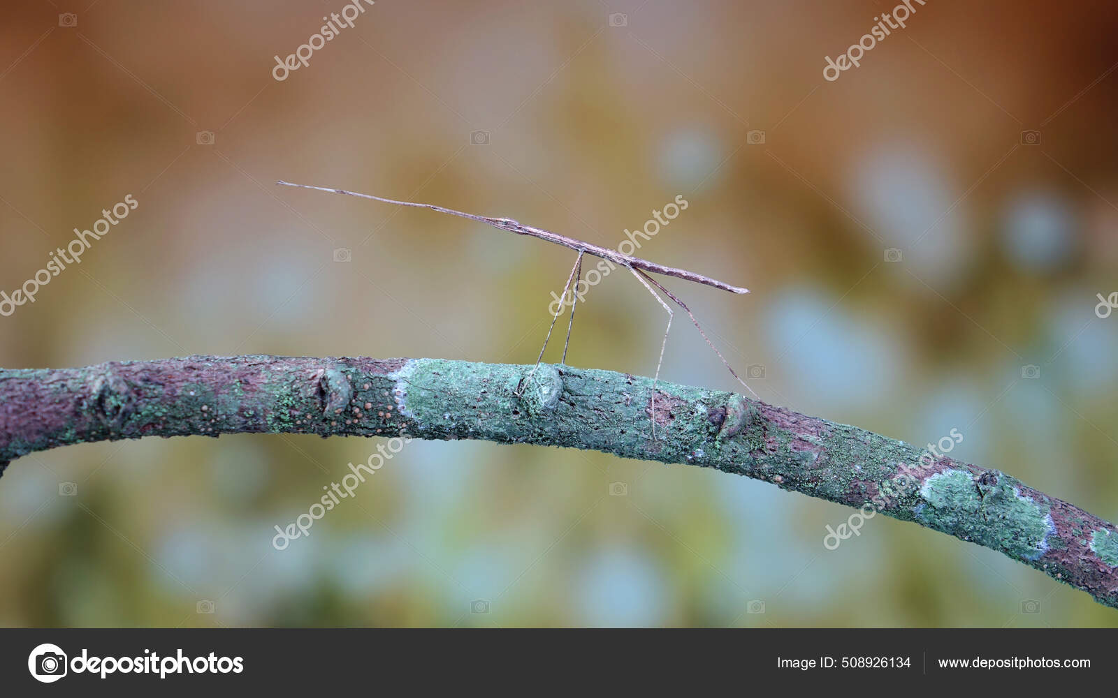 Insecto Palo Phasmids Phasmatodea Phasmatoptera También Conocido Como ...