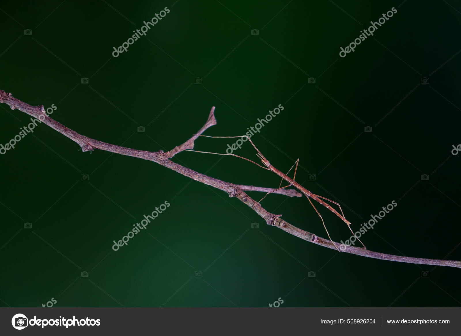 Insecto Palo Phasmids Phasmatodea Phasmatoptera También Conocido Como ...