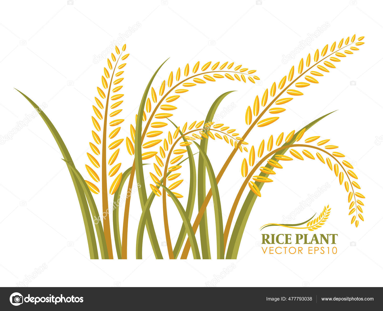 Rice Plant Clip Art Paddy Clipart Clipground