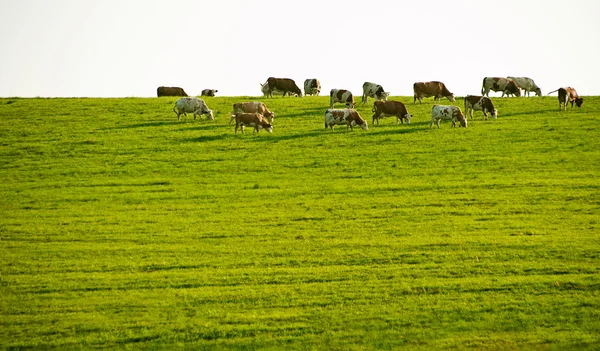 Agricultura de grama Stock Photos, Royalty Free Agricultura de grama ...
