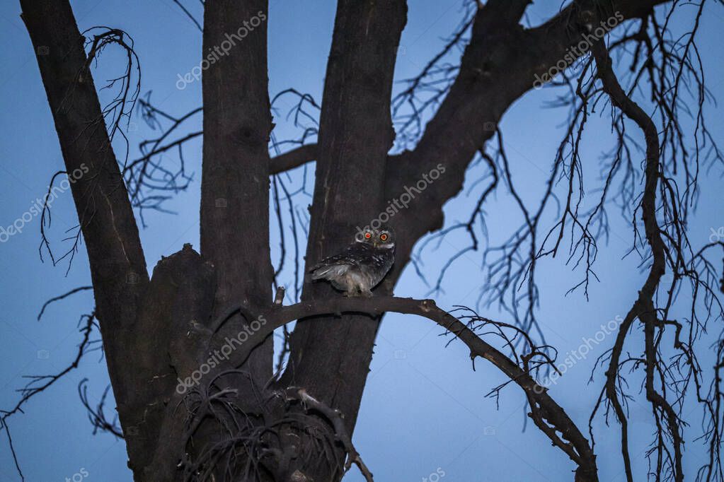 Búho bebé sentado en el árbol, Observación de aves 2022