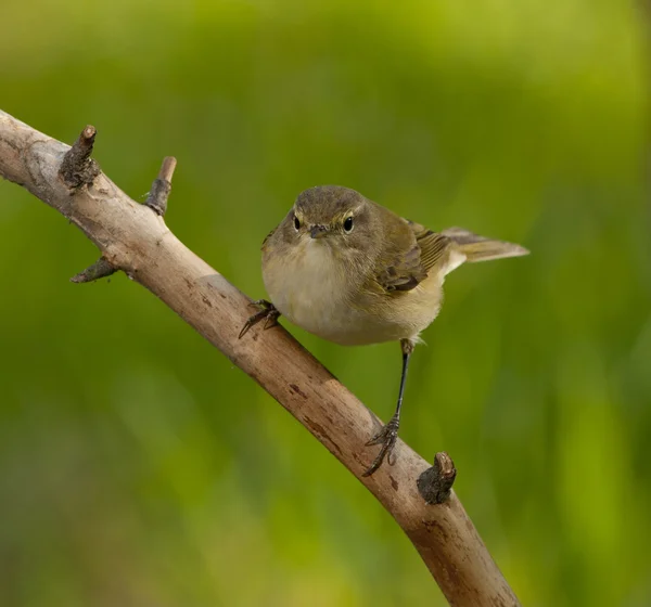 Common chiffchaff Stock Photos, Royalty Free Common chiffchaff Images ...