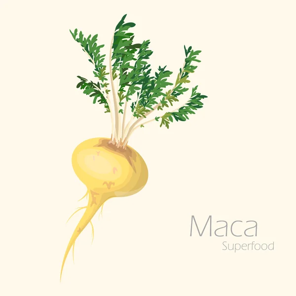 11,414,038 Maca root powder Vector Images | Depositphotos